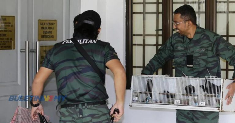 Warga Indonesia didenda RM50,000, simpan 5 burung Sewah Tahu | BULETIN ...