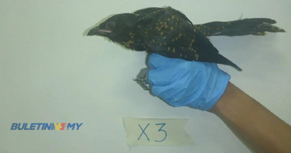 Warga Indonesia ditahan cuba seludup keluar 4 burung sewah di KLIA ...
