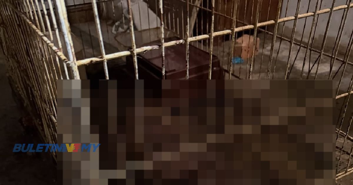 Bangkai anjing, kucing ditemui di klinik veterinar tidak terurus ...