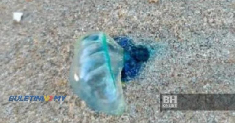 Jangan sentuh obor-obor Portuguese Man o’ War, boleh bawa maut – JPP ...