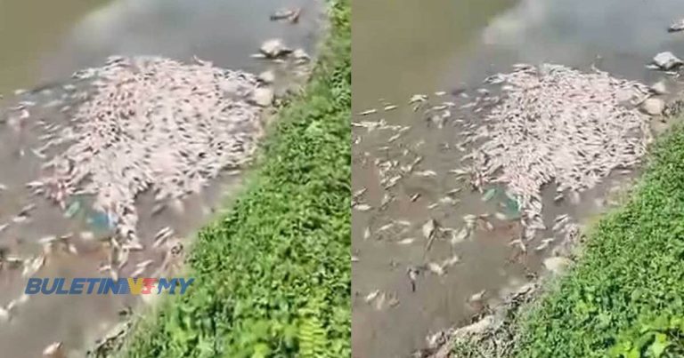 Bangkai ikan di Sungai Kinta dipercayai dibuang | BULETIN TV3 Malaysia