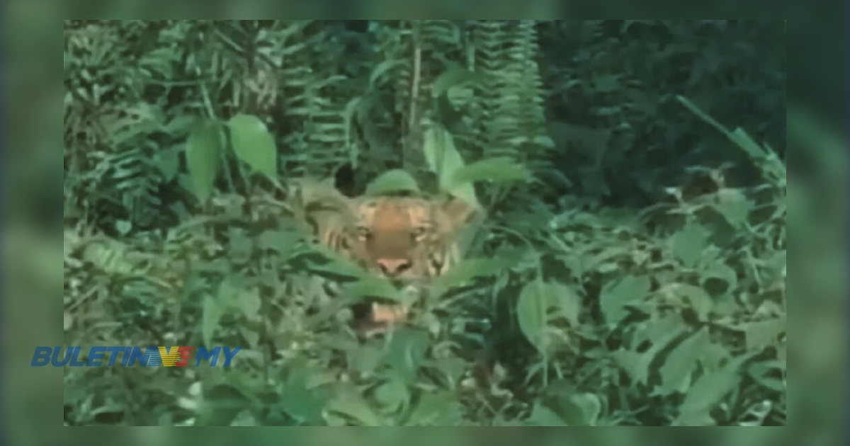PERHILITAN pasang perangkap kamera kesan ‘pak belang’ di Kg Rahmat ...