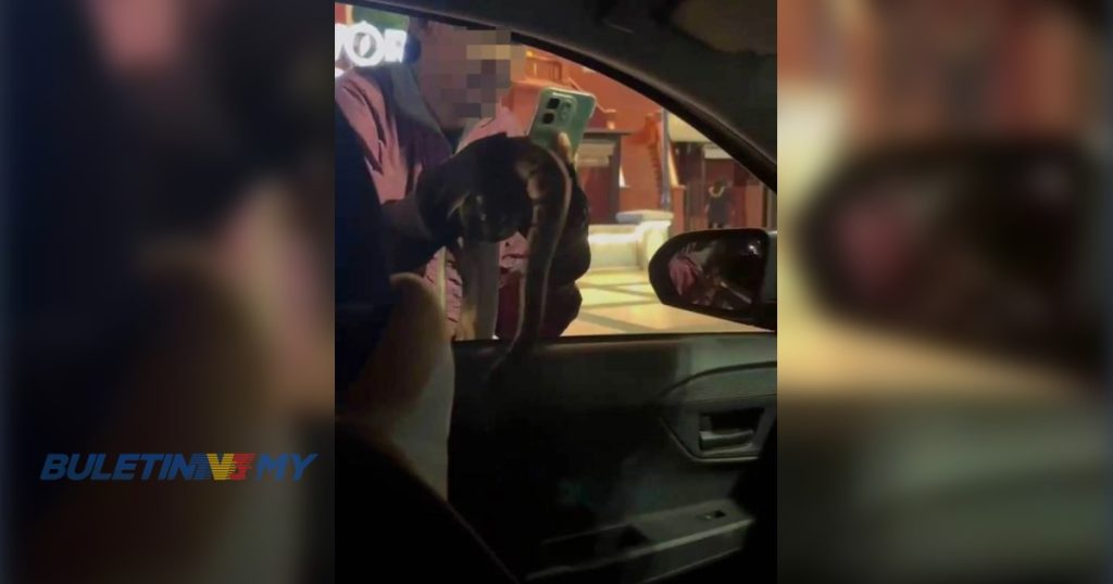 Gadis cemas lelaki hulur ular ke dalam kereta | BULETIN TV3 Malaysia