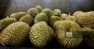 Lambakan, harga durian ‘runtuh’ berikutan pengeluaran serentak, cuaca ...